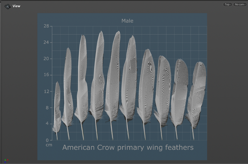 Creating and animating a Bird in Houdini (+ Solaris Feather Export HDA)