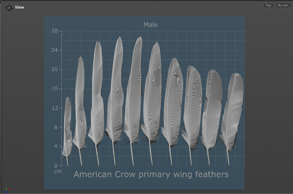 Creating and animating a Bird in Houdini (+ Solaris Feather Export HDA)